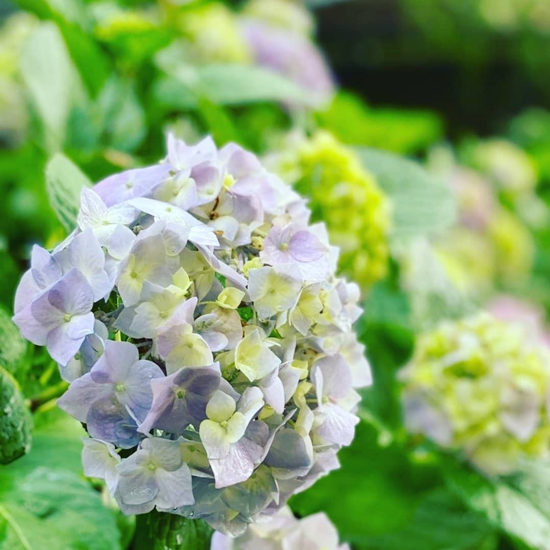 Hills Hydrangeas Adelaide hydrangeas online Mylor Adelaide HIlls ...