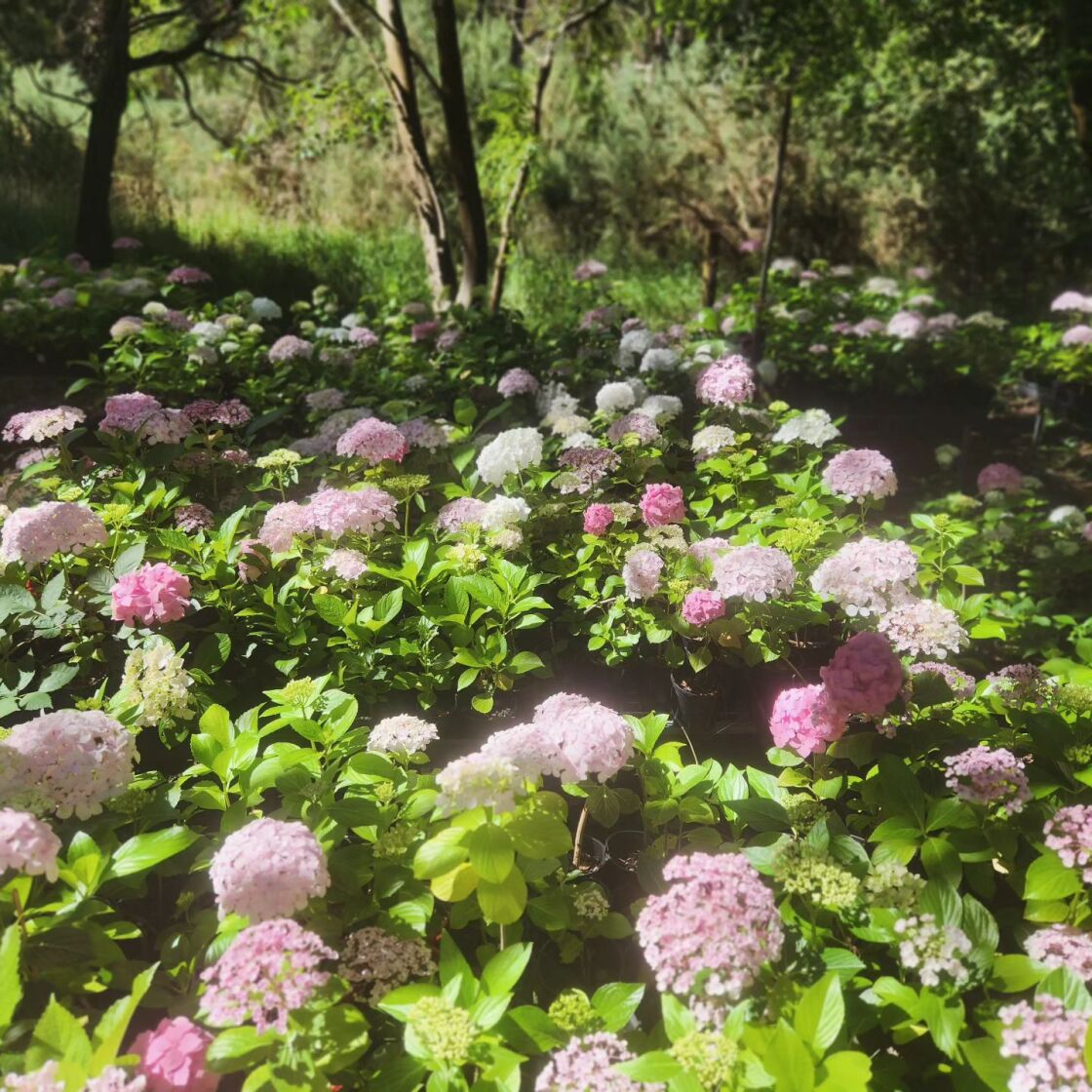 Hills Hydrangeas Adelaide hydrangeas online Mylor Adelaide HIlls ...